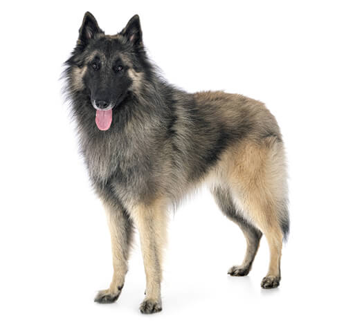 Cane da pastore belga Tervueren: Carattere, Salute e Alimentazione | Purina