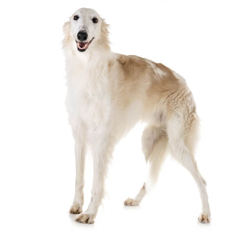 Borzoi: Carattere Razza, Salute e Alimentazione | Purina
