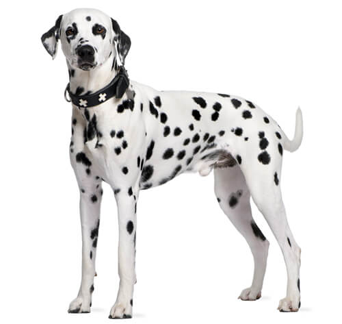 Dalmata: Carattere Razza, Salute e Alimentazione | Purina