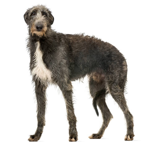 Deerhound: Carattere Razza, Salute e Alimentazione | Purina