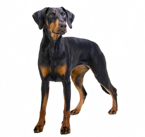 Dobermann: Carattere Razza, Salute e Alimentazione | Purina IT