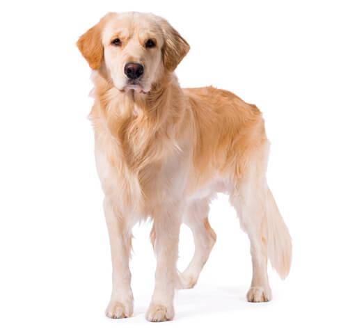Golden Retriever: Carattere Razza, Salute e Alimentazione | Purina IT