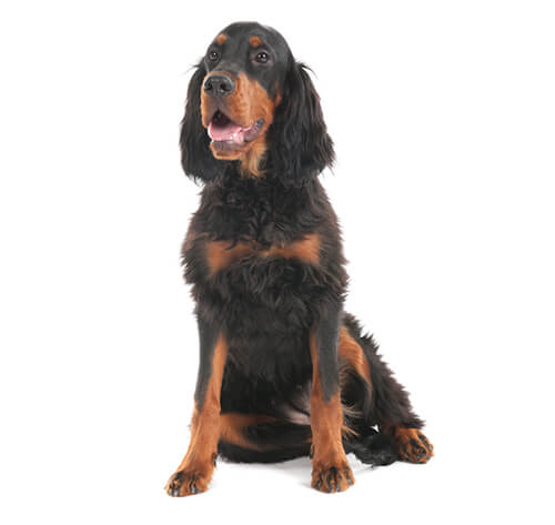 Setter Gordon: Carattere Razza, Salute e Alimentazione | Purina IT