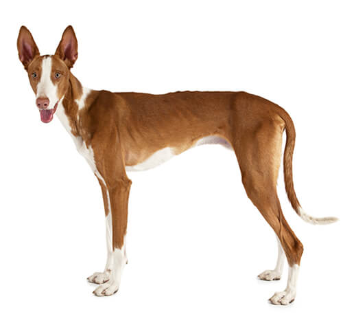 Podenco Ibicenco: Carattere Razza, Salute e Alimentazione | Purina IT