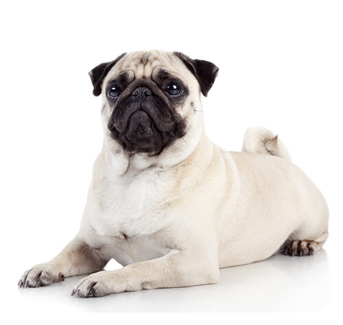 Carlino: Carattere Razza, Salute e Alimentazione | Purina IT
