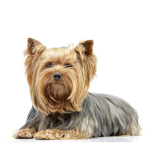 Yorkshire Terrier: Carattere, Salute e Alimentazione | Purina