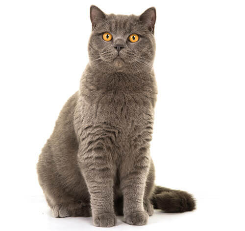 Gatto British Shorthair: Informazioni e Carattere | Purina