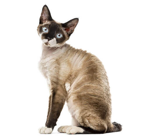 Gatto Devon Rex: informazioni, salute e carattere | Purina