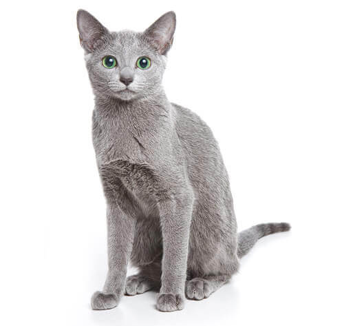 Blu di Russia (Russian Blue): info, salute, alimentazione | Purina