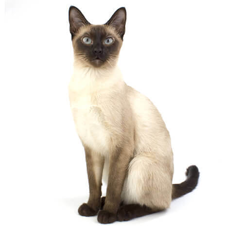 Gatto Siamese: info, salute e alimentazione | Purina