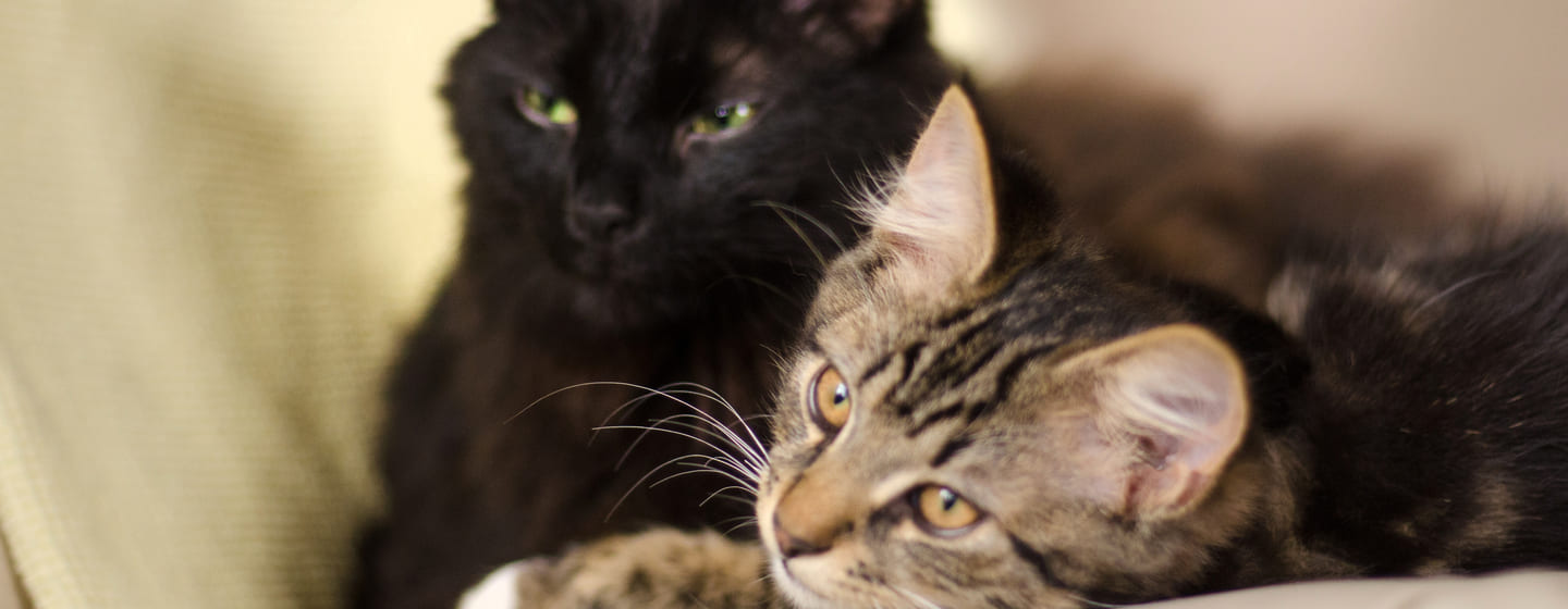 Gatti Famosi: Sabrina e Salem, la Magia è Gatto | Purina
