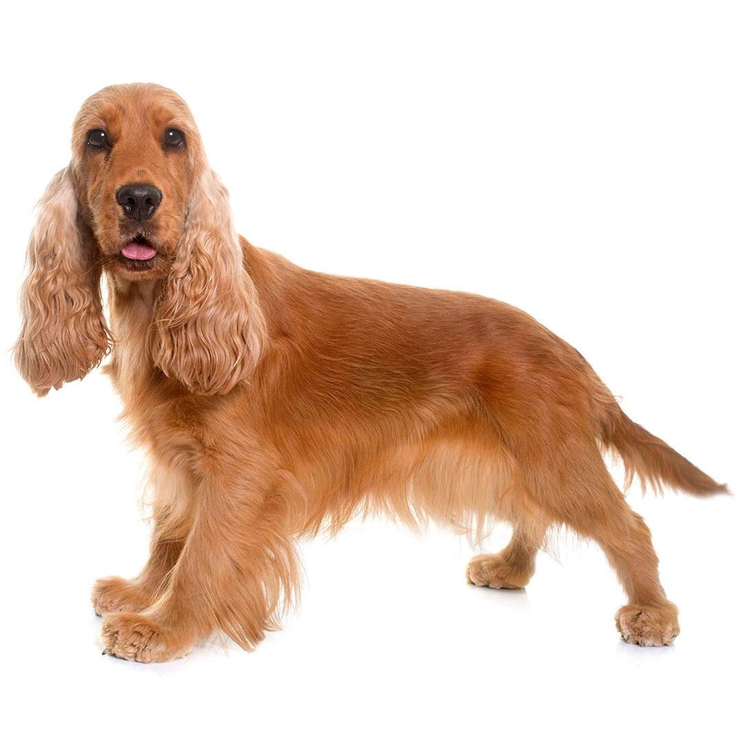 Cocker Spaniel Carattere Razza Salute E Alimentazione Purina IT