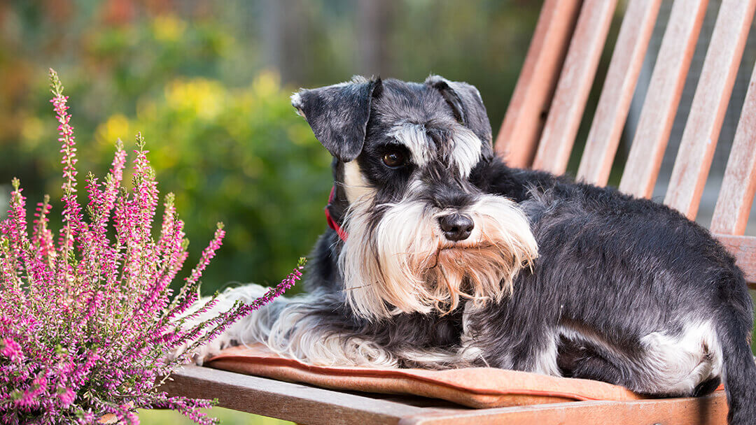 Ernie del cane: cause, sintomi e trattamento | Purina