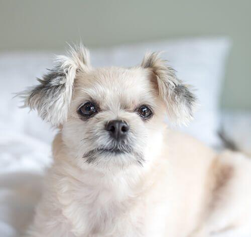 Pomapoo: Carattere Razza, Salute e Alimentazione | Purina