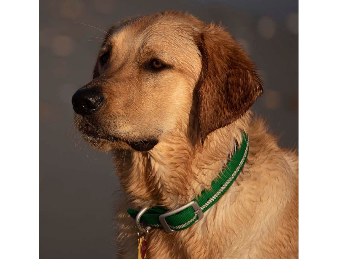 Goldador: Carattere Razza, Salute e Alimentazione | Purina