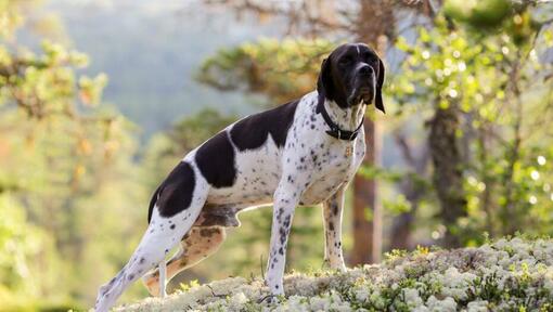 Pointer Carattere Razza Salute E Alimentazione Purina