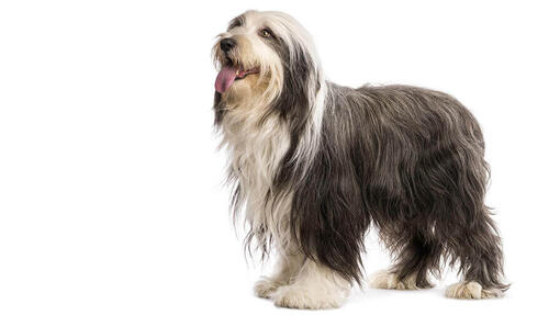 Bearded Collie Carattere Razza Salute E Alimentazione Purina