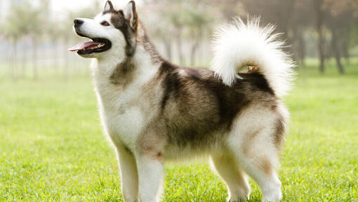Alaskan Malamute Carattere Razza Salute E Alimentazione Purina