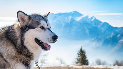 Alaskan Malamute Carattere Razza Salute E Alimentazione Purina