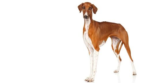 Azawakh Carattere Razza Salute E Alimentazione Purina
